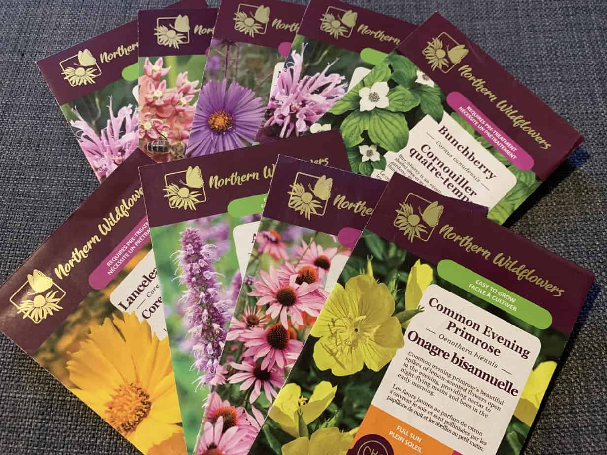 Starting Native Plants From Seed – The Cottage Wife