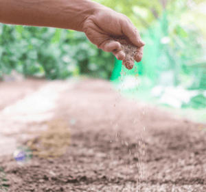 Broadcast Sowing and Frost Seeding Native Plant Seeds – The Cottage Wife