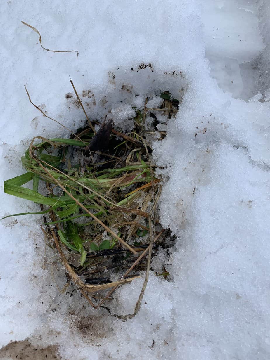 Broadcast Sowing and Frost Seeding Native Plant Seeds – The Cottage Wife